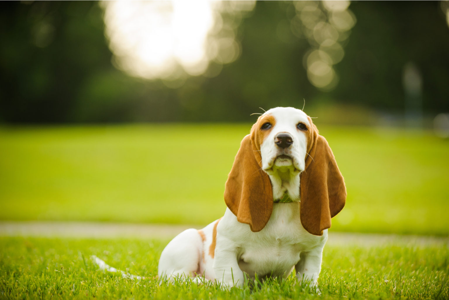 Basset Hound Pitbull Mix: Get To Know This Rare Hybrid