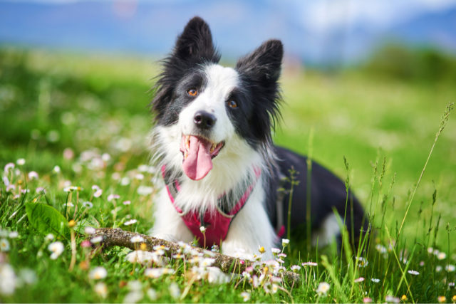 Border Collie Colors: A Guide To 10+ Colors And Markings