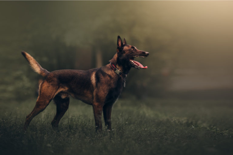 Belgian Malinois Mixes - 16 Crossbreeds To Check Out