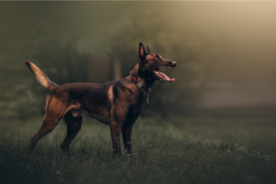Belgian Malinois Mixes - 16 Crossbreeds To Check Out