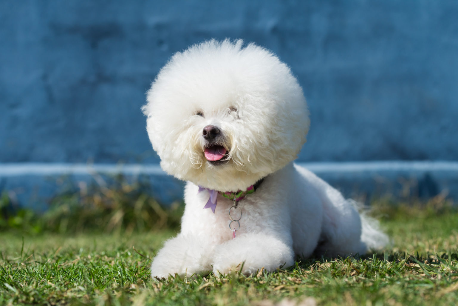 Bichon Frise Colors: Is White Really the Only Option?