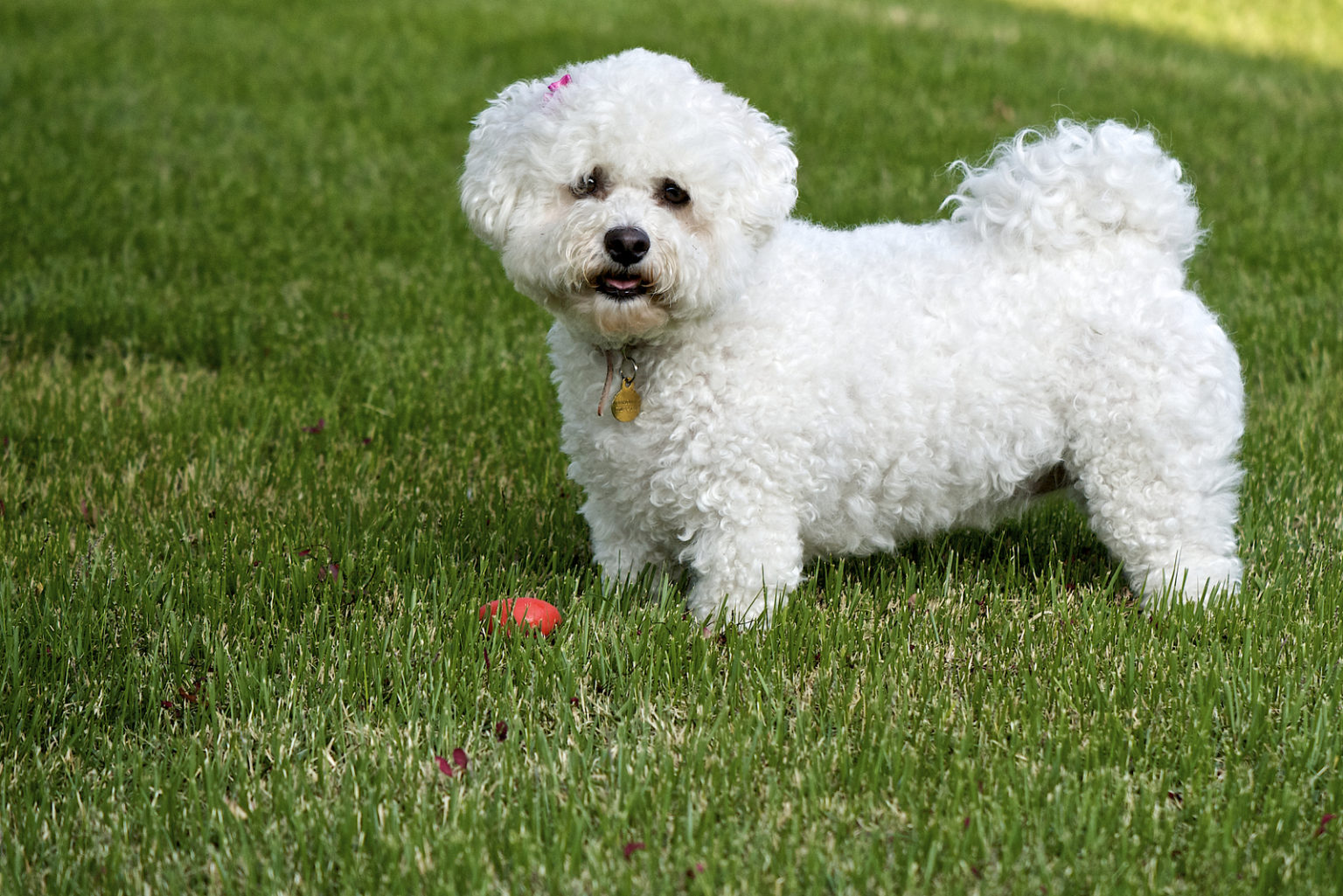 Bichon Frise Colors: Is White Really the Only Option?