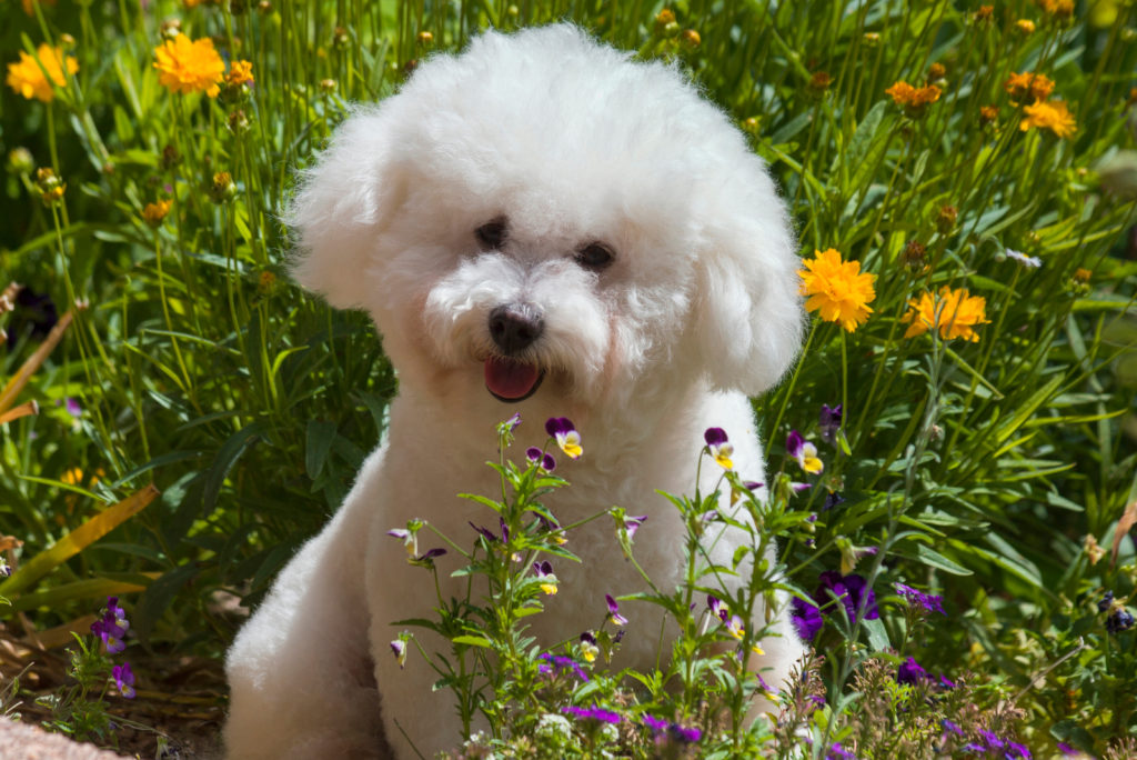 4 Bichon Frise Colors: White Is Actually Not The Only Option