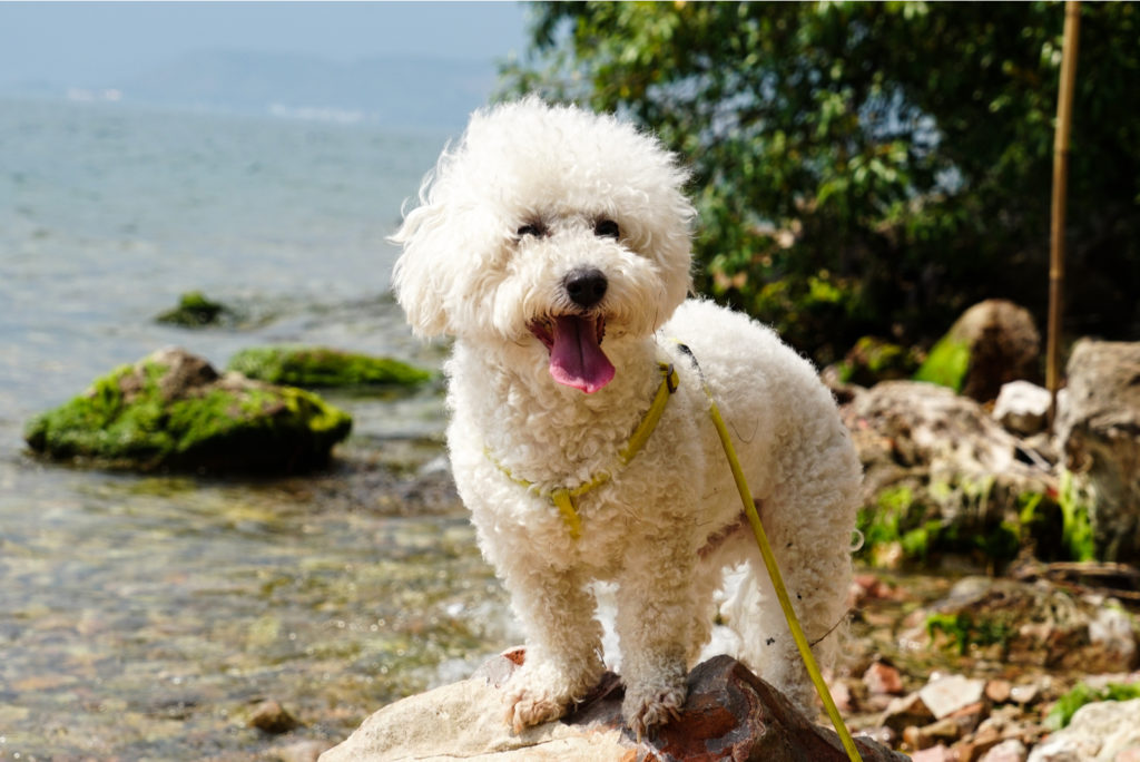 4 Bichon Frise Colors: White Is Actually Not The Only Option