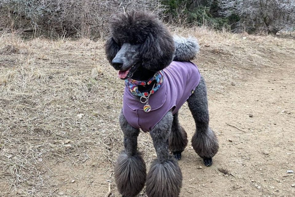 Blue Poodle: What's So Special About These Pooches?