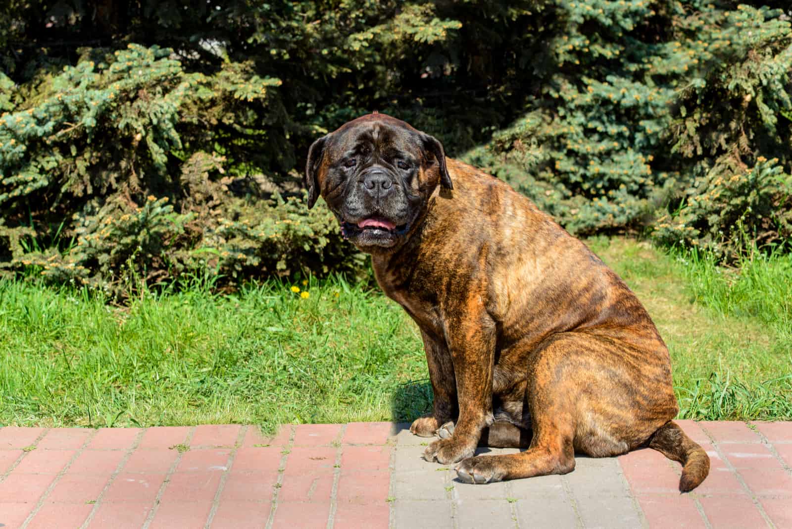 Bullmastiff Price: The Initial Puppy Cost And All Other Expenses