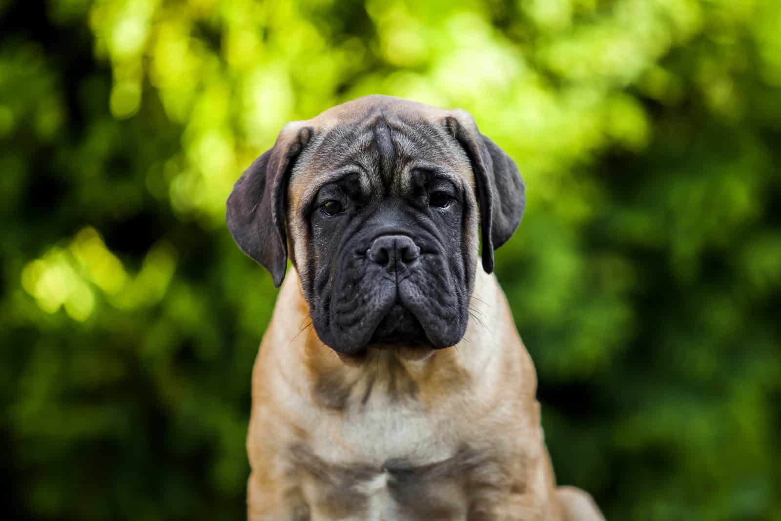 Bullmastiff Price: The Initial Puppy Cost And All Other Expenses