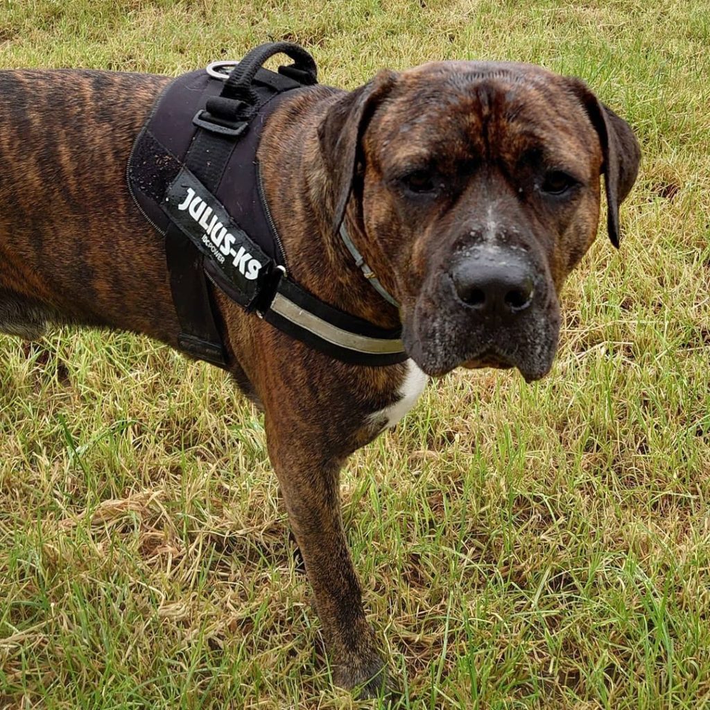 Cane Corso Bulldog Mix: What You Should Know Before Buying