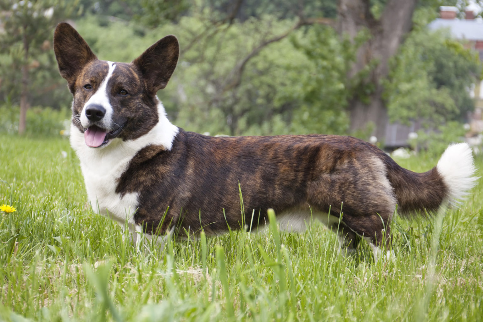 Corgi Colors: 10+ Beautiful Coat Colors And Markings