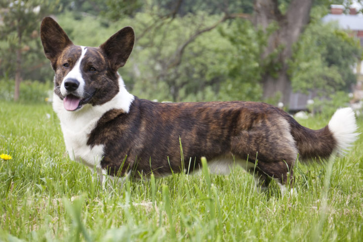 Corgi Colors: 10+ Beautiful Coat Colors And Markings
