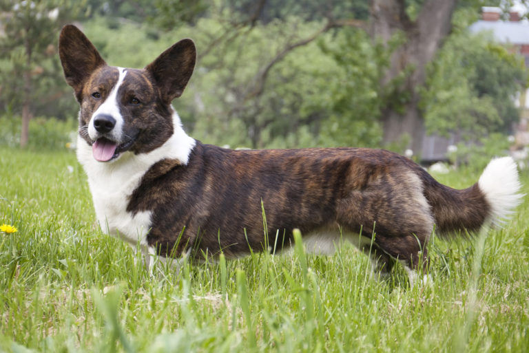 Corgi Colors: 10+ Beautiful Coat Colors And Markings