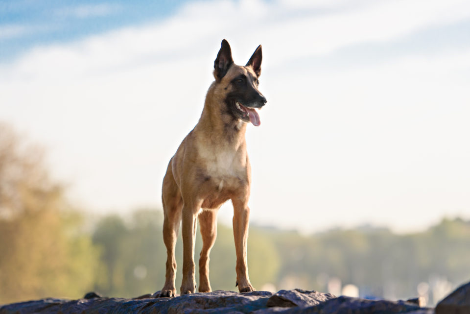 Belgian Malinois Mixes: The Best Hybrids This Breed Has To Offer