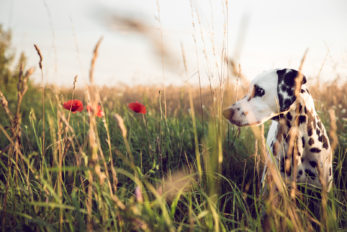 5+Dalmatian Colors: Do You Think You Know This Dog Breed?