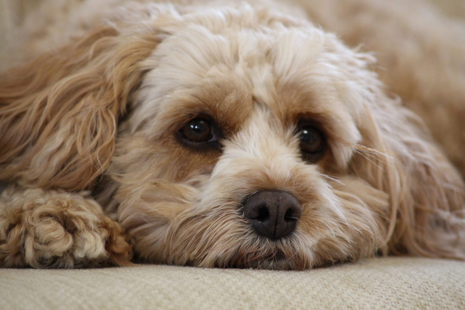 150+ Cute Cavapoo Names For Your Cavalier Poodle Mix