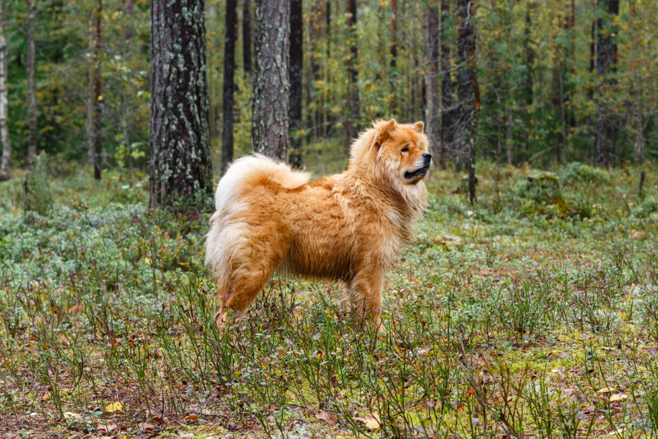210 Popular Chow Chow Names For An Adorable Lion Pup 210-popular-chow-chow-names-for-an-adorable-lion-pup