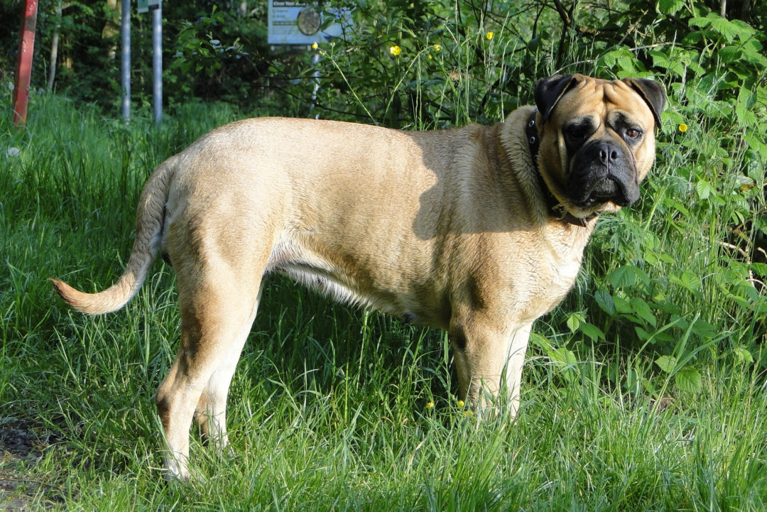 Bullmastiff Colors: A Handy Guide To 5+ Colors & Markings