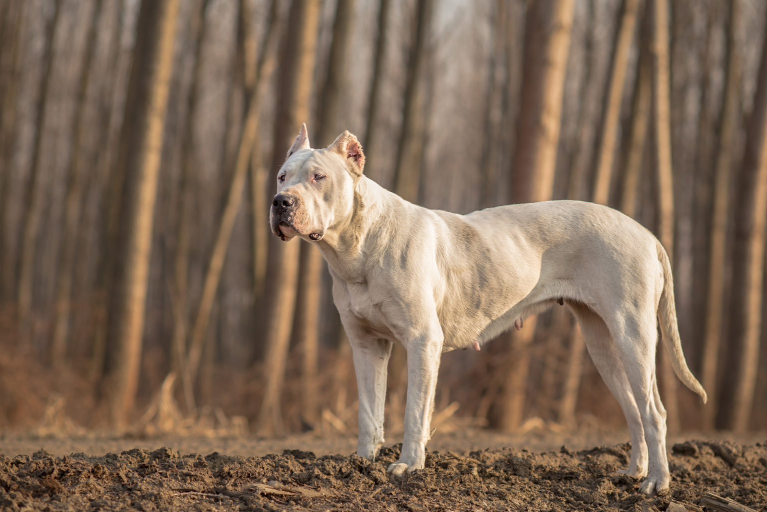 Dogo Argentino Price: Big Numbers For A Big Dog