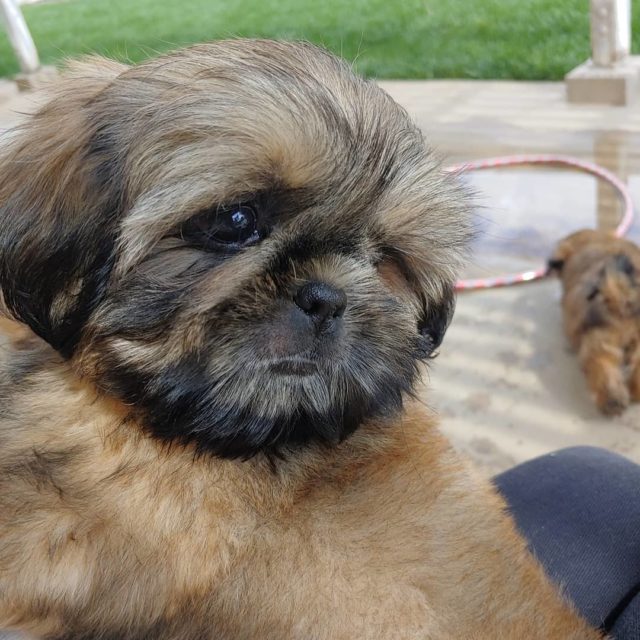 Red Shih Tzu: One Of The Cutest Dogs You will Ever See