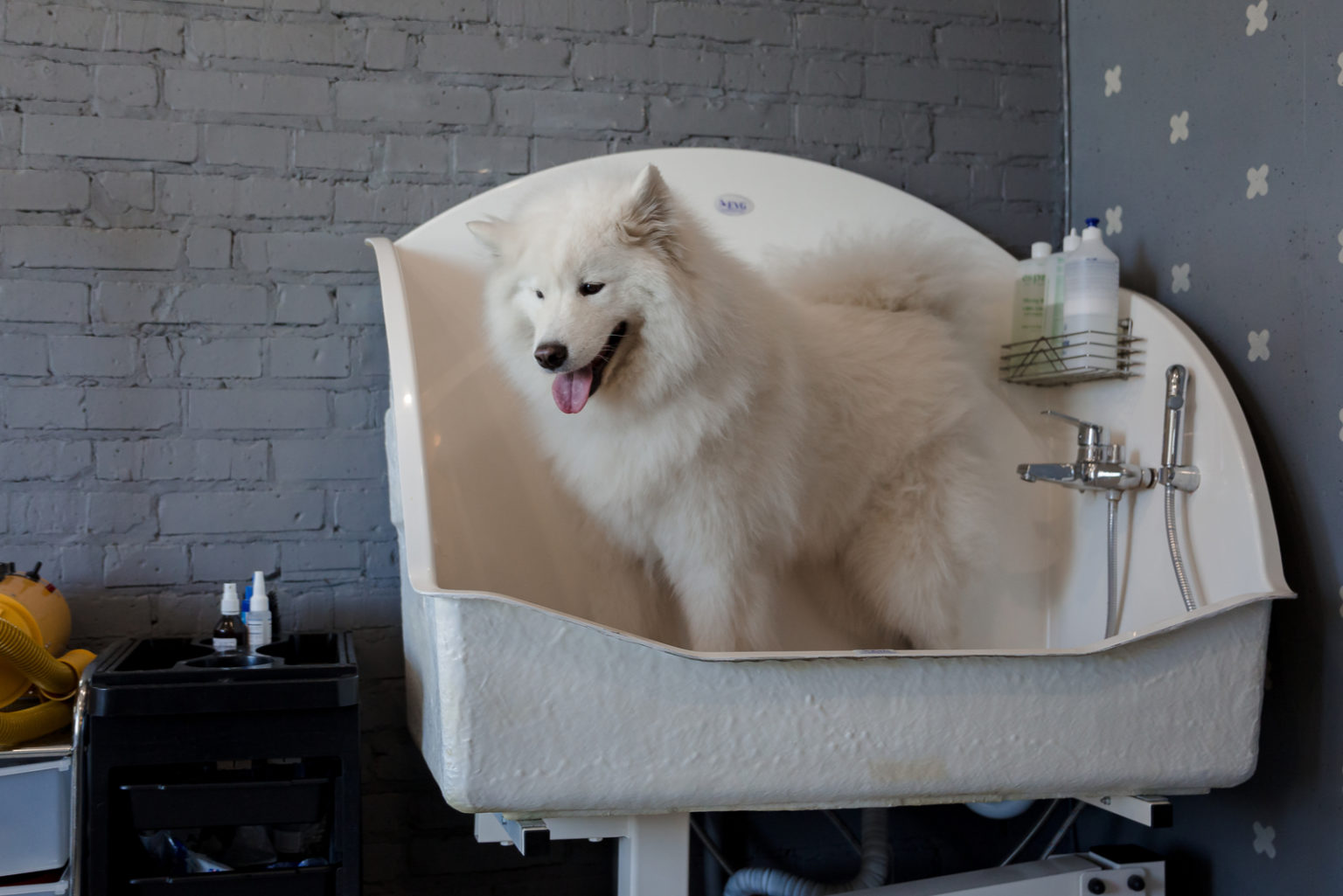 Samoyed Cost: A Guide To Buying And Caring For Samoyed Dogs