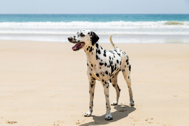 5+Dalmatian Colors: Do You Think You Know This Dog Breed?