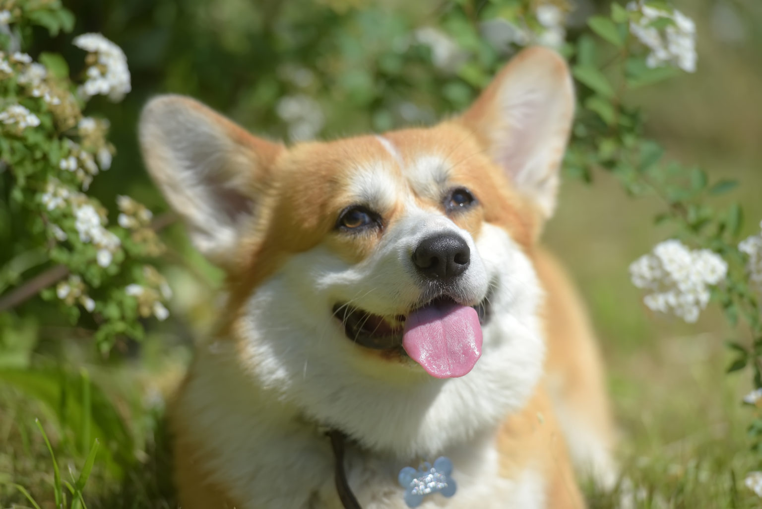 Corgi Colors: 10+ Beautiful Coat Colors And Markings