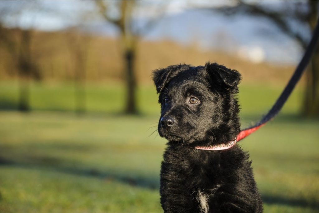 Belgian Malinois Lab Mix: What To Expect From A Hybrid Dog