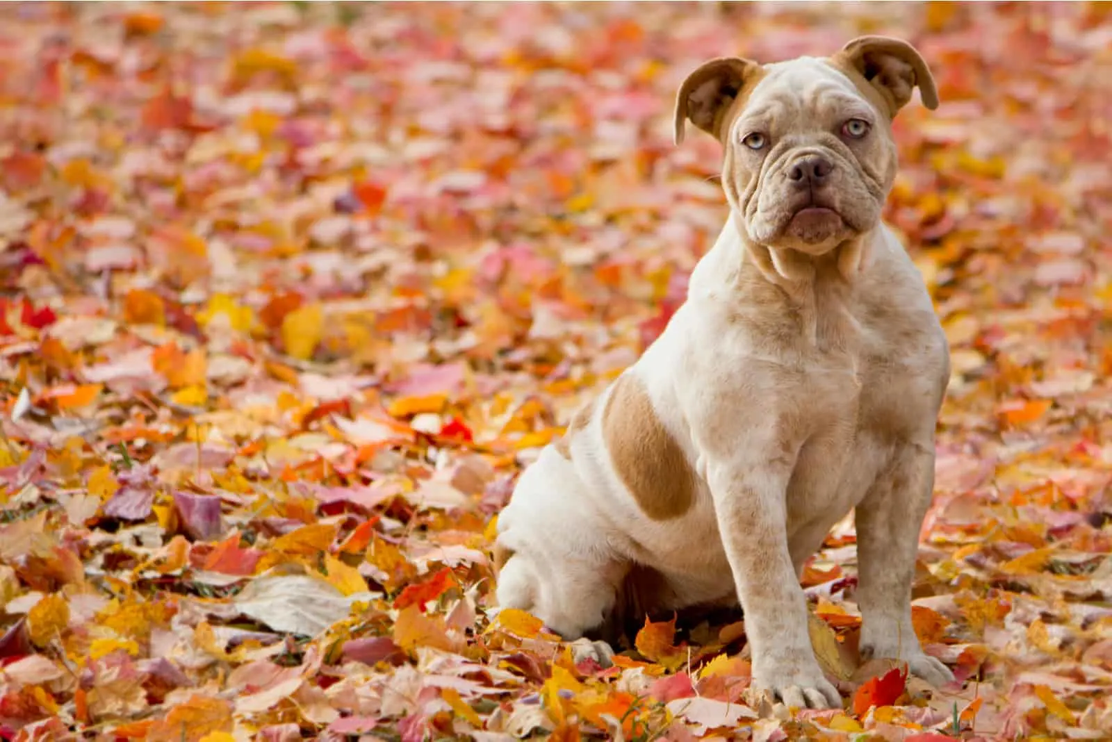 OEB Pitbull Mix: The Best Guide To Care, Grooming, And Health