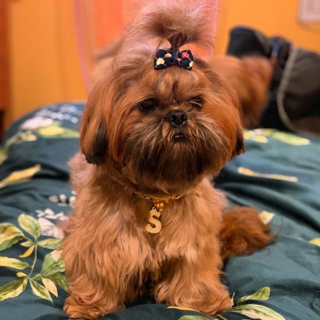 Red Shih Tzu - The Guide To This Unique Shih Tzu Color