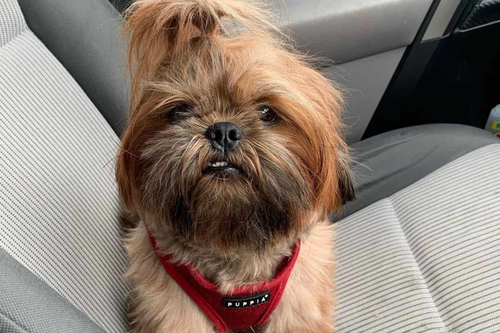 Red Shih Tzu The Guide To This Unique Shih Tzu Color