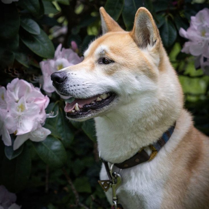 Shiba Inu Husky Mix: Your Best Guide To An Adorable Hybrid