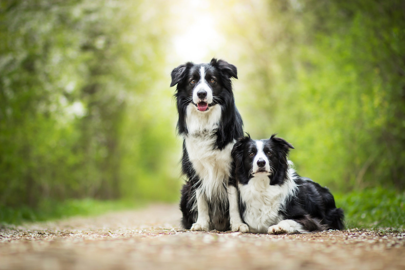 Border Collie Colors: A Guide To All The Colors And Markings