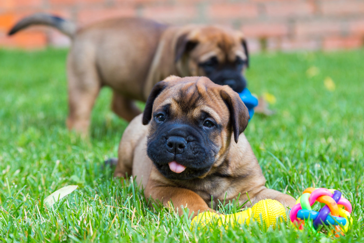 Bullmastiff Colors: A Handy Guide To 5+ Colors & Markings