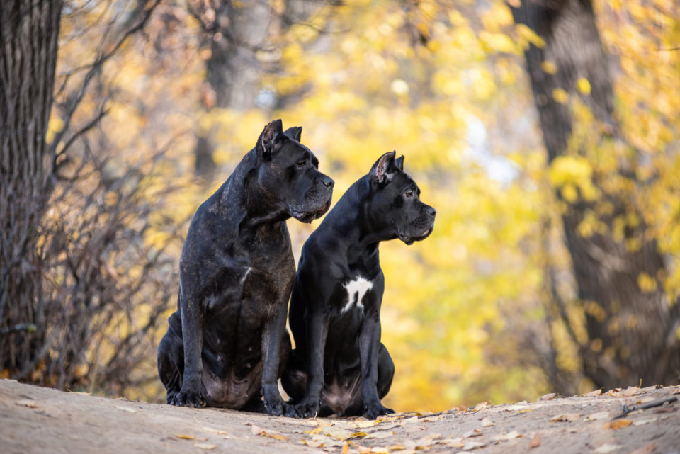 Cane Corso Boxer Mix: Everything We Know About It