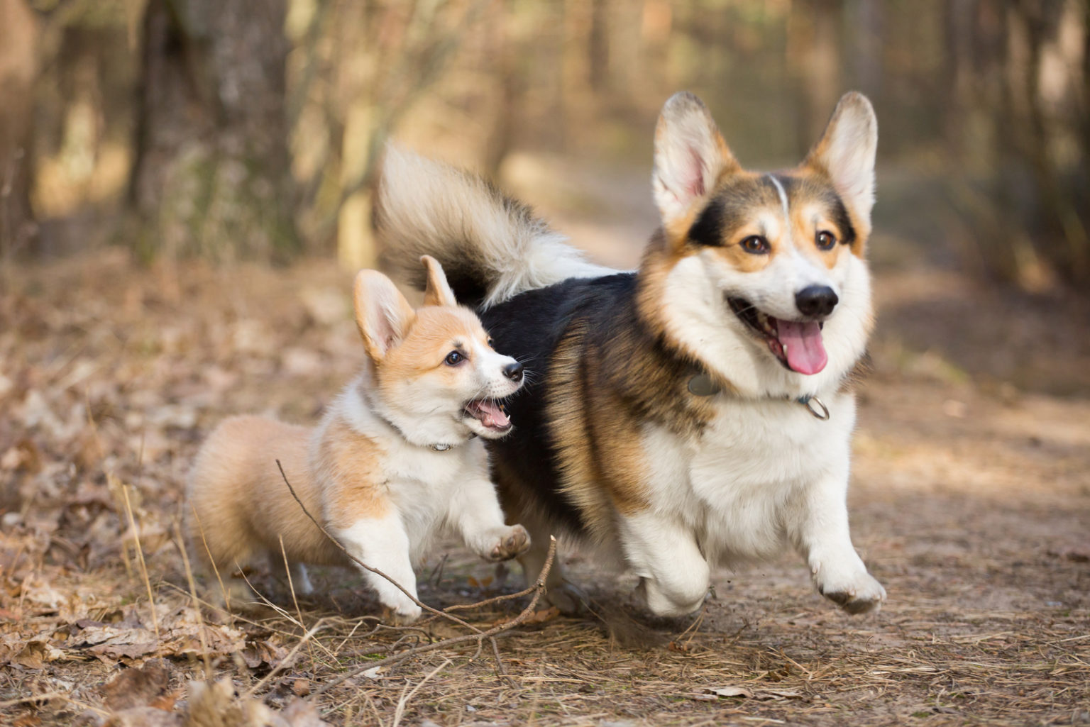 Corgi Colors: 10+ Beautiful Coat Colors And Markings