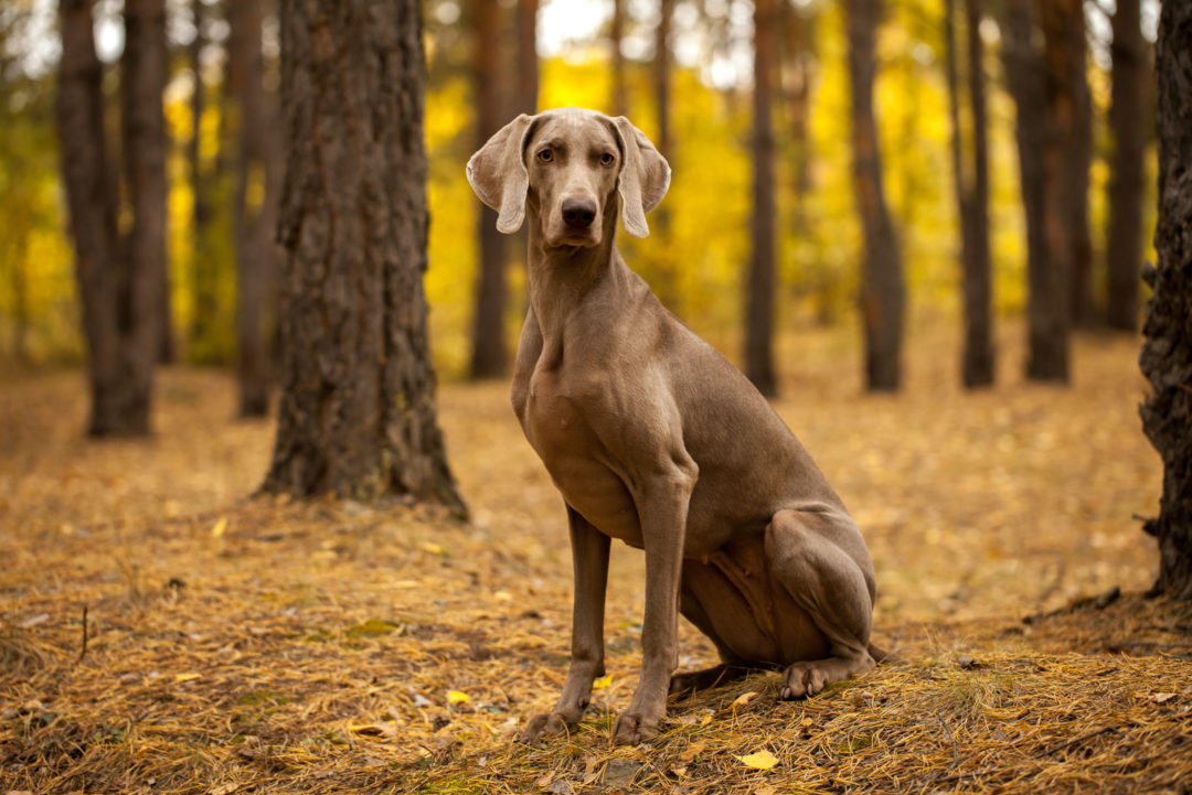 5 Weimaraner Colors: Introducing You To The Gray Ghost
