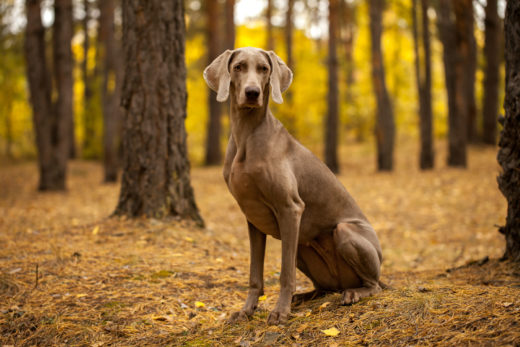 5 Weimaraner Colors: Introducing You To The Gray Ghost