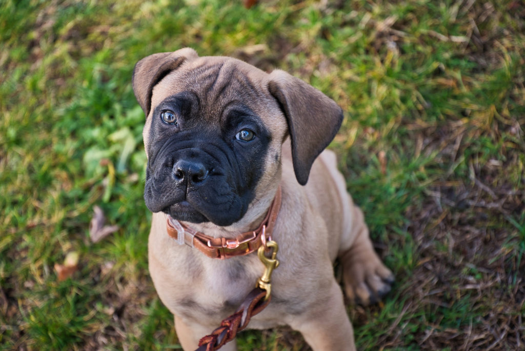 Bullmastiff Price: The Initial Puppy Cost And All Other Expenses