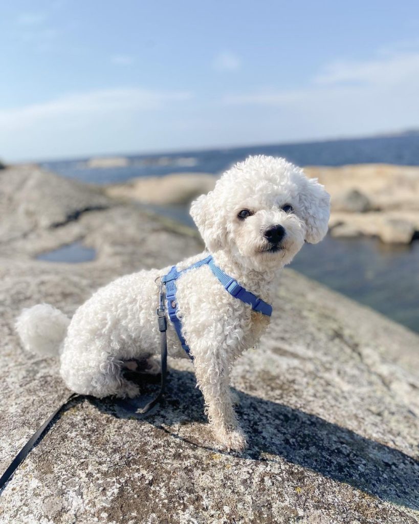 4 Bichon Frise Colors: White Is Actually Not The Only Option