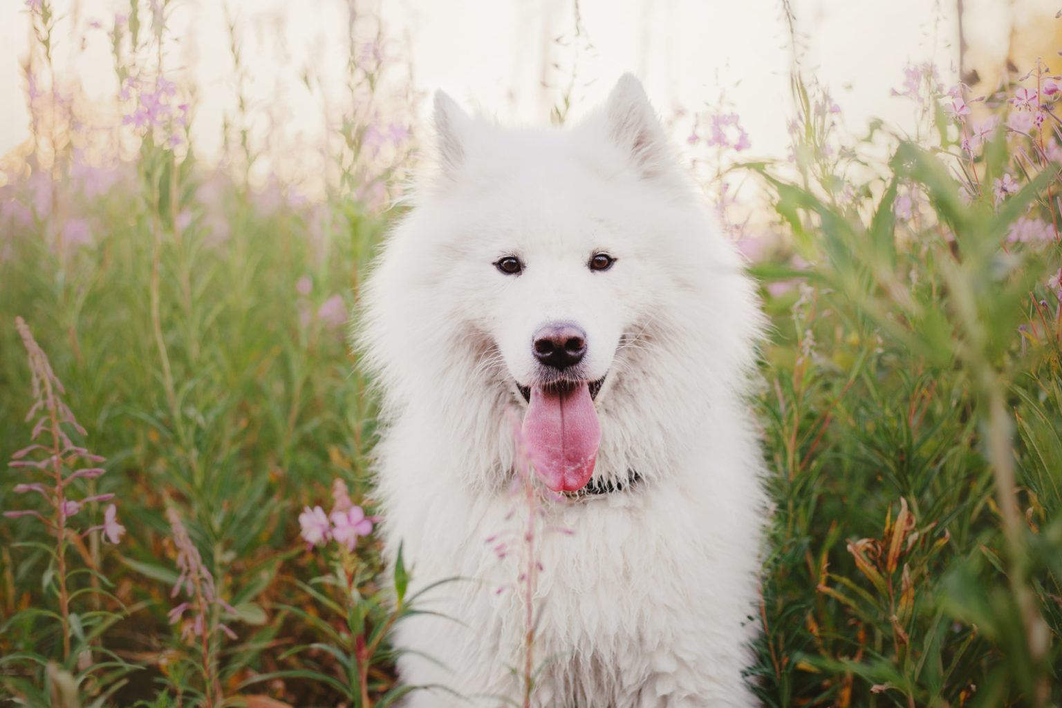 Samoyed Colors: A Complete Guide For Samoyed Lovers!