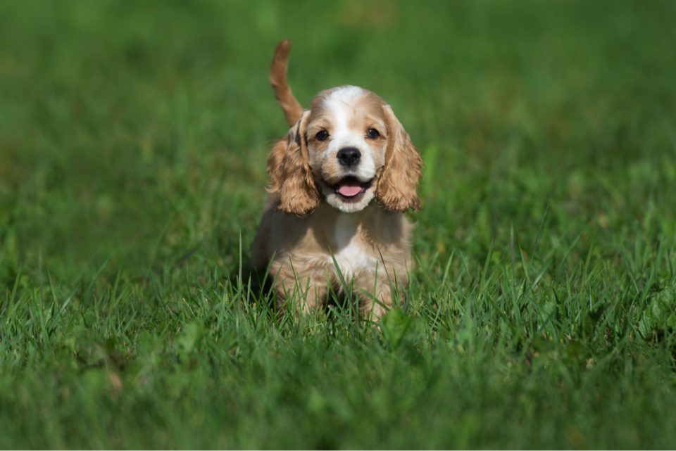 Cocker Spaniel Cost - Are Cocker Spaniels Expensive
