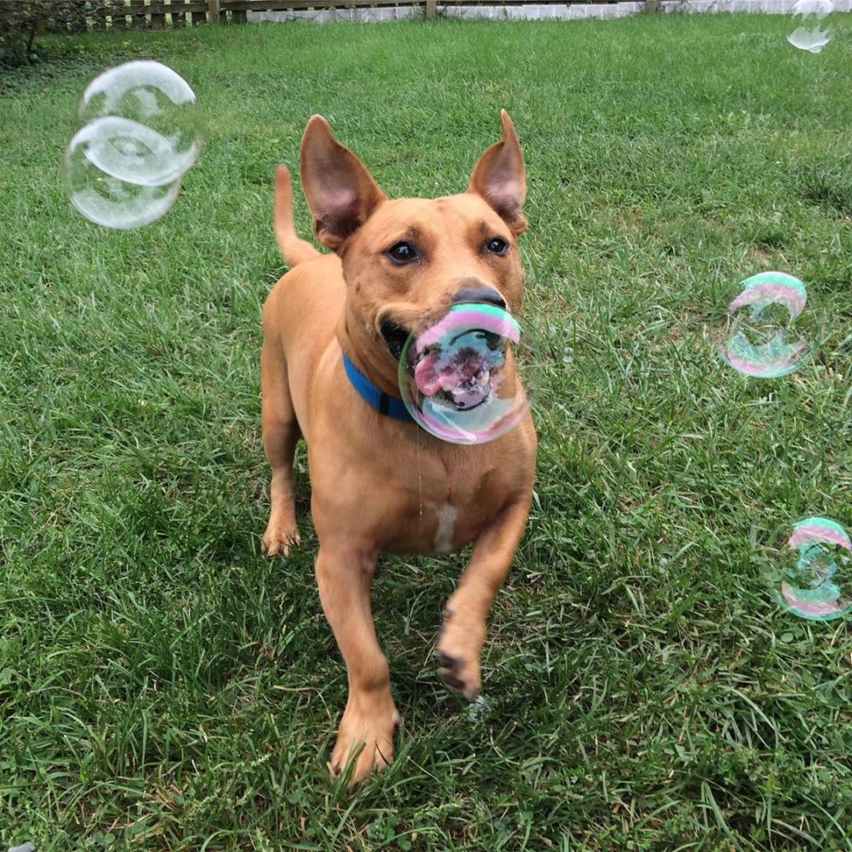 Basset Hound Pitbull Mix: Get To Know This Rare Hybrid