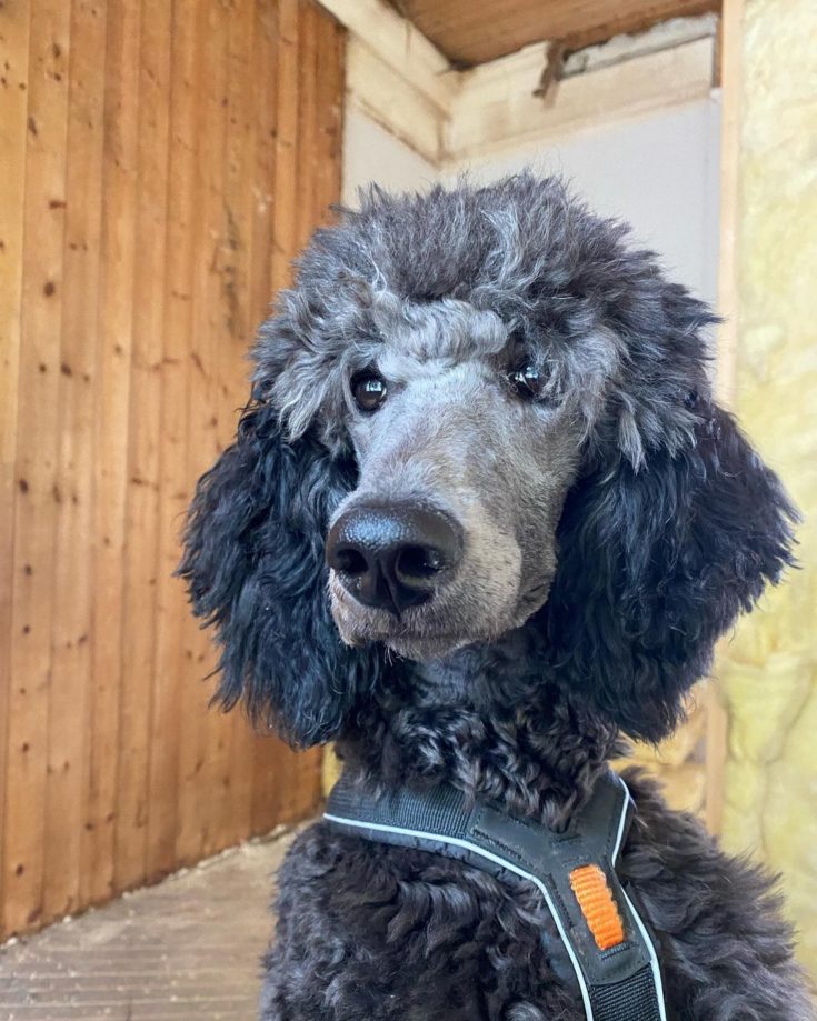 Blue Poodle: What's So Special About These Pooches?