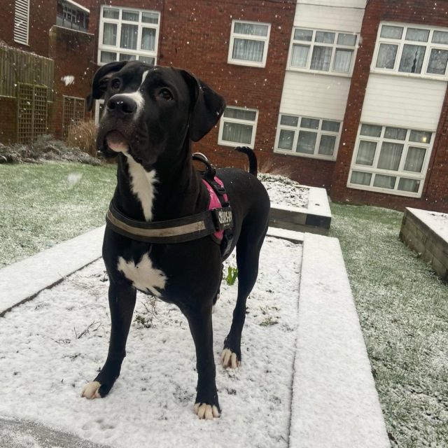 Cane Corso Bullmastiff Mix: A Big Dog With A Heart Of Gold