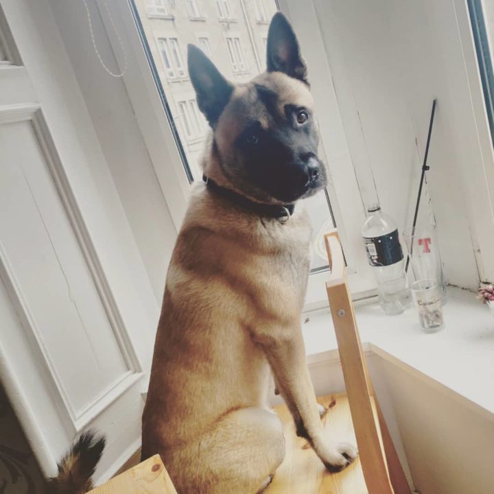 Belgian Malinois Mixes - 16 Crossbreeds To Check Out