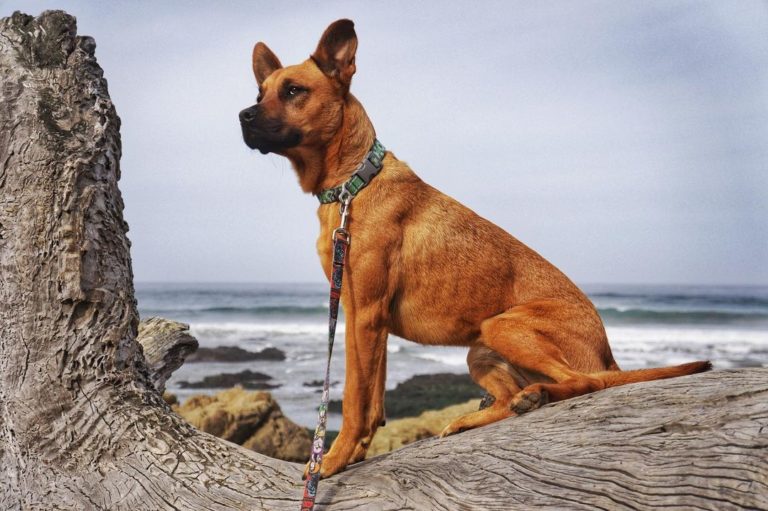 Belgian Malinois Mixes: The Best Hybrids This Breed Has To Offer