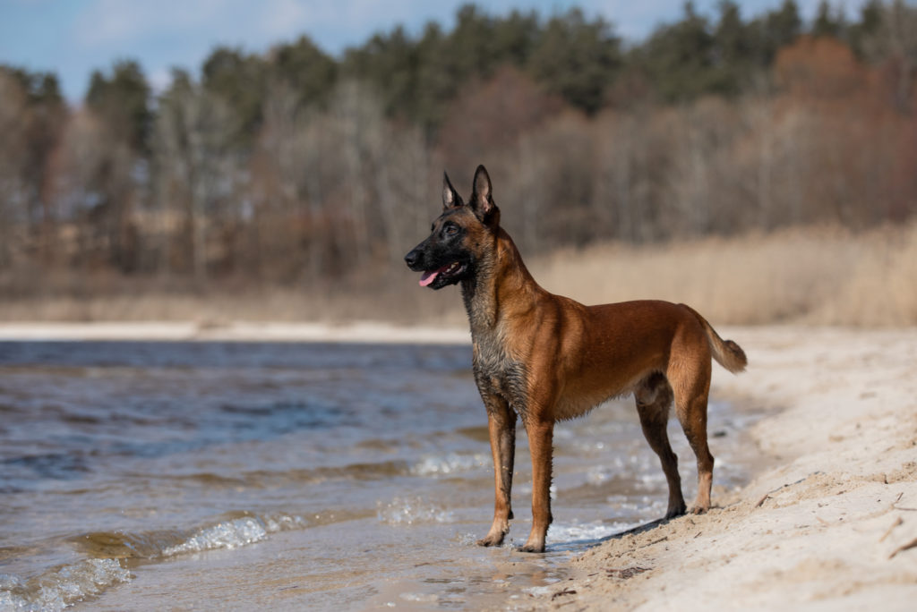 10+ Belgian Malinois Colors: All Options Explained