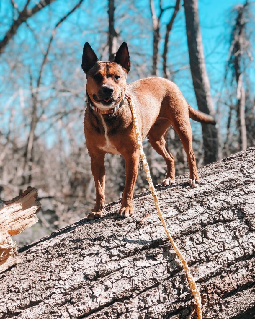 Belgian Malinois Mixes - 16 Crossbreeds To Check Out