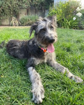 Belgian Malinois Mixes - 16 Crossbreeds To Check Out
