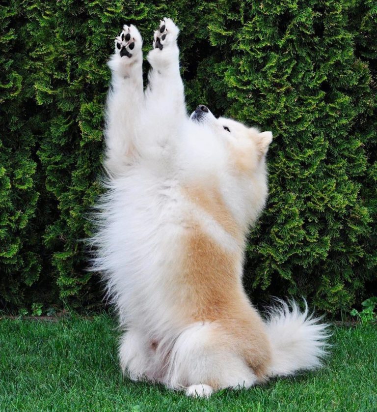 4 Samoyed Colors & All About That Cloud-Like Coat