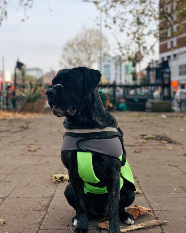 Cane Corso Bullmastiff Mix: A Big Dog With A Heart Of Gold